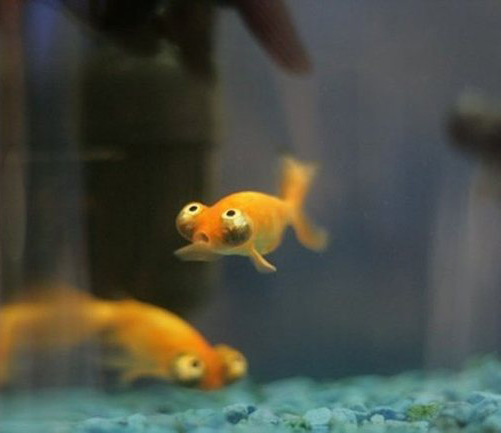 Stupid Looking Fish