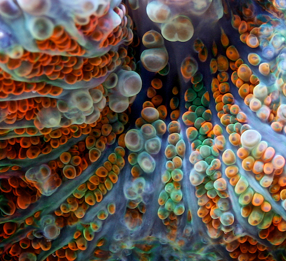 Magnificent Macro Photography of Corals [11 Pics] | I Like To Waste My Time
