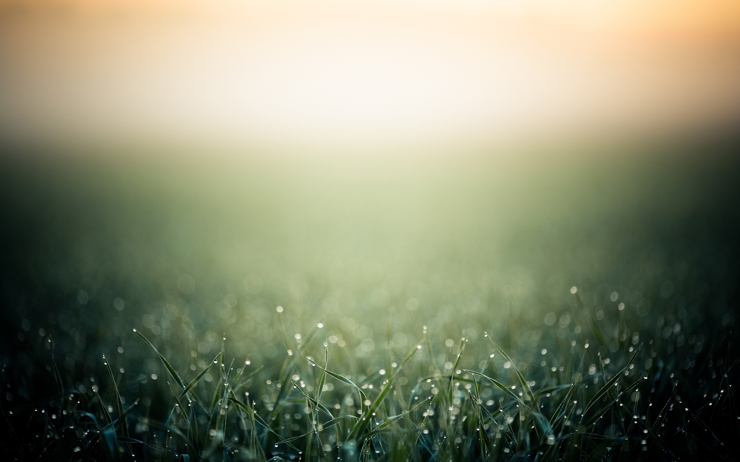 Daily Wallpaper: Morning Grass | I Like To Waste My Time